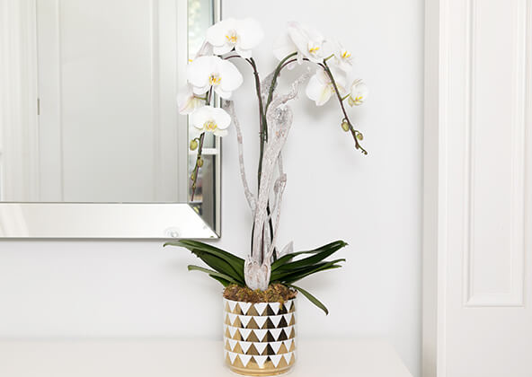 Skye Flowers Large Orchid Arrangement | Giftagram