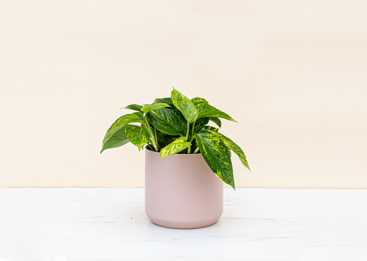 Pothos in Blush Pot | Giftagram